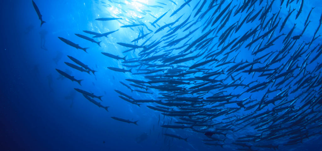 Trang chủ - Seaspimex