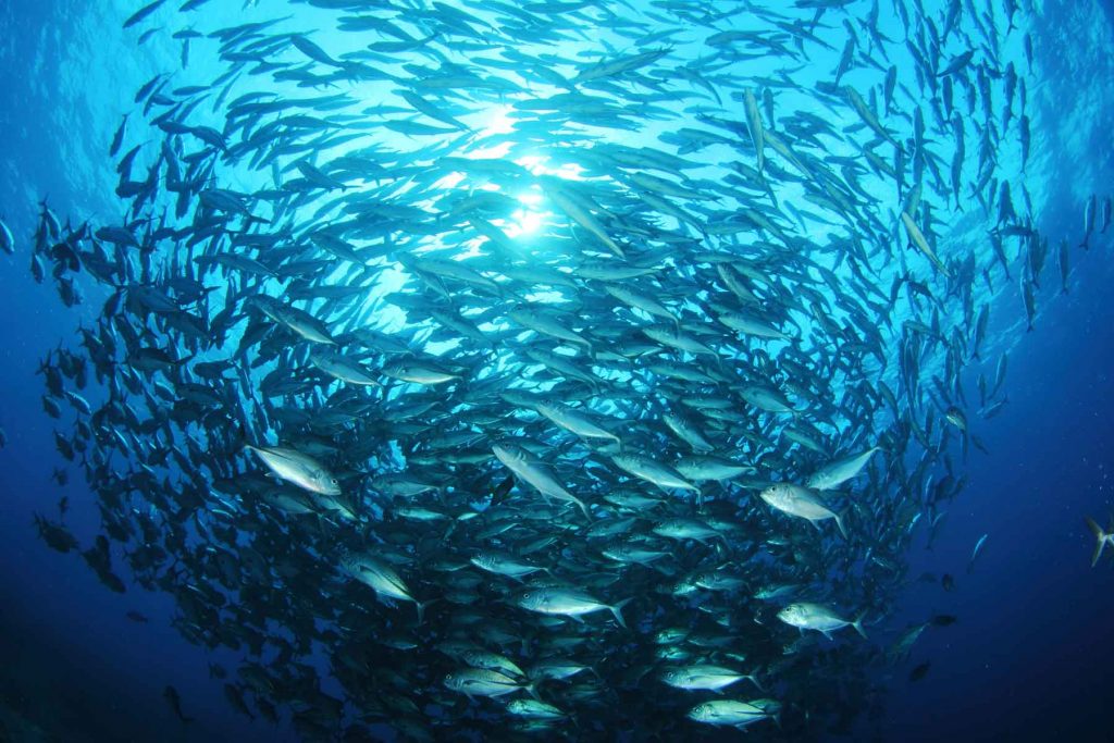 Trang chủ - Seaspimex